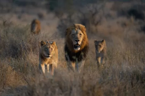 How Many Lions Are in Tarangire National Park?